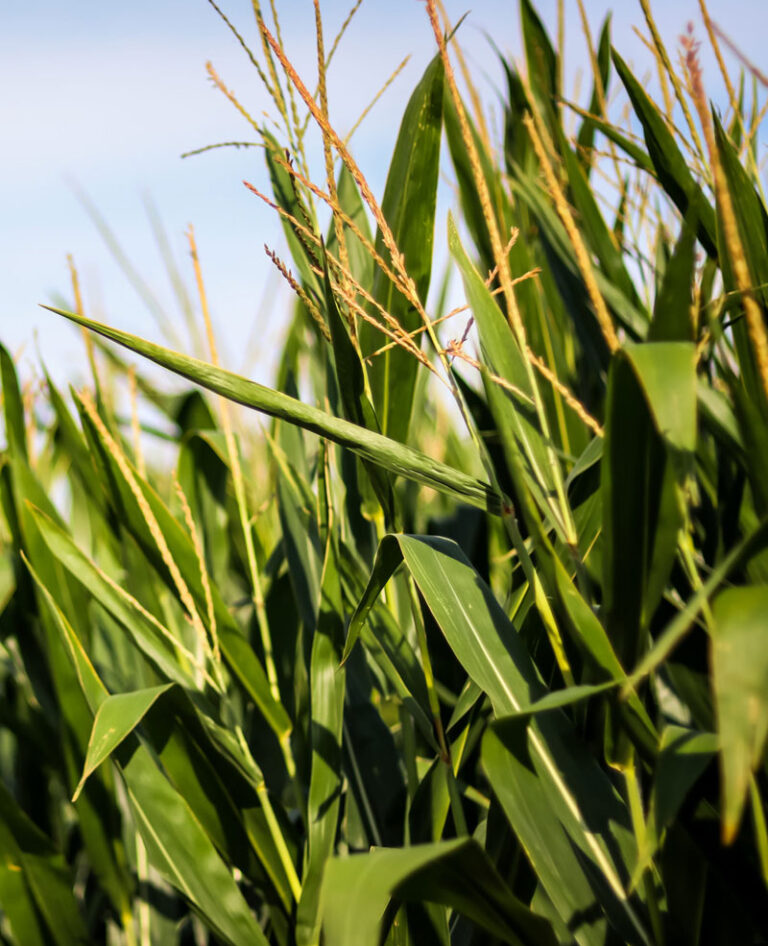 Trusted Ethanol Distributors in Texas | Midtex Oil